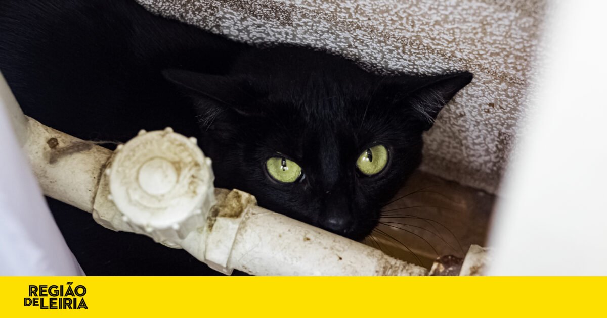 Vídeo publicado no Instagram denuncia maus-tratos a gato - Região de Leiria