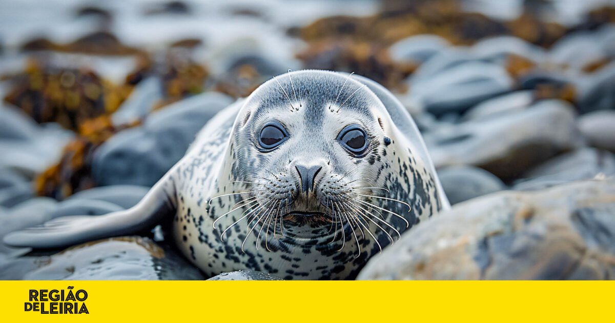 Foca-cinzenta dá à costa na Nazaré – Região de Leiria