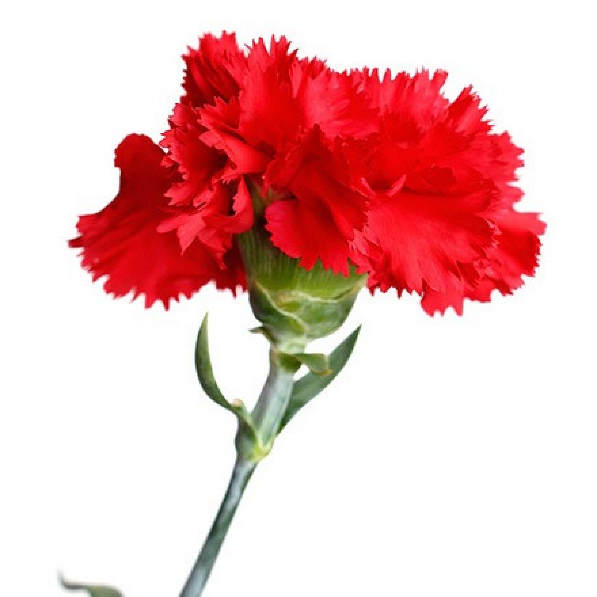 cravo-vermelho-portugal – Região de Leiria