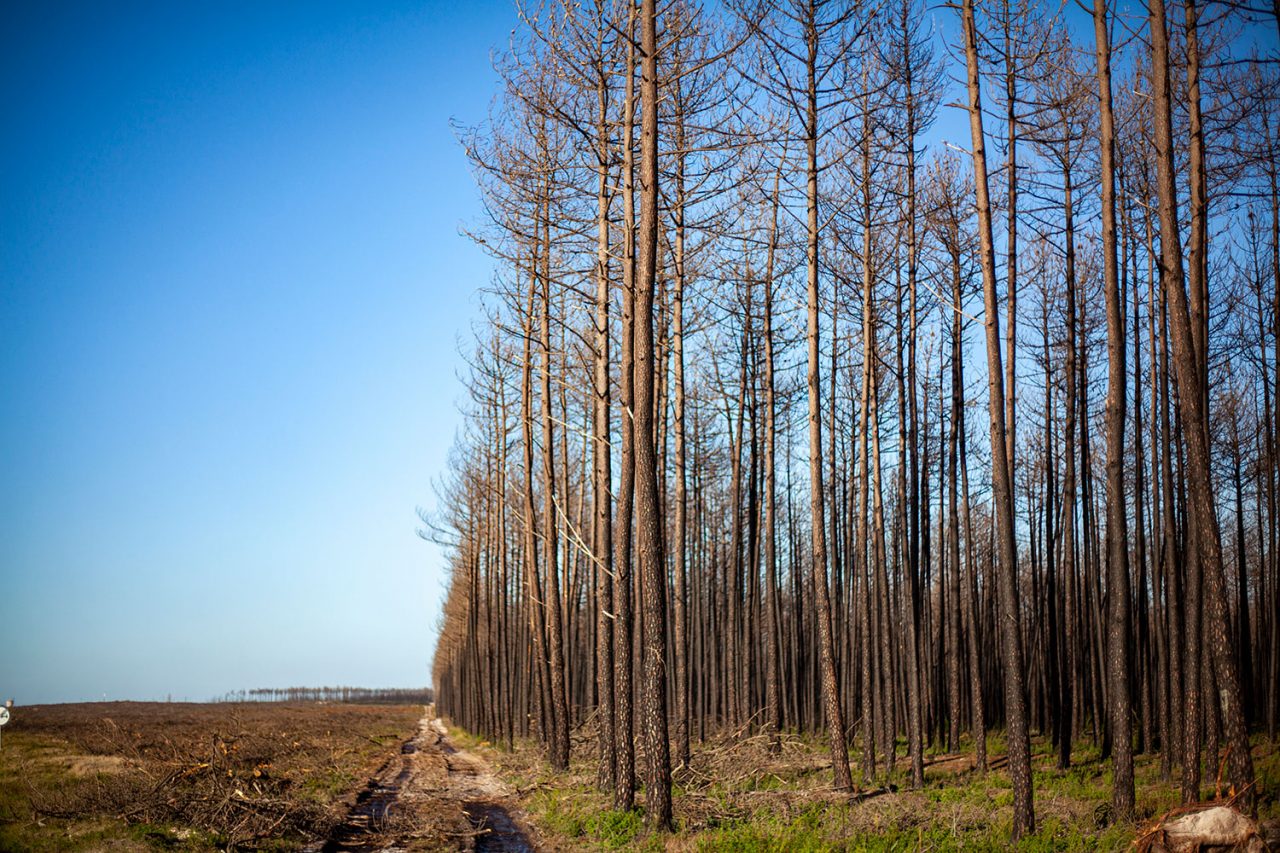 Governo admite que reflorestação do Pinhal de Leiria levará mais tempo ...
