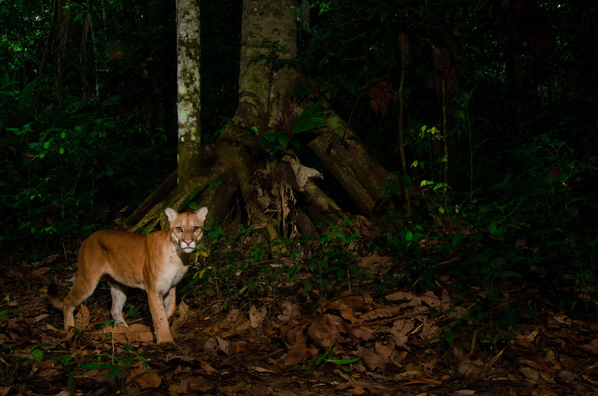 Jovem do Juncal aventura-se na Amazónia Boliviana para fotografar ...