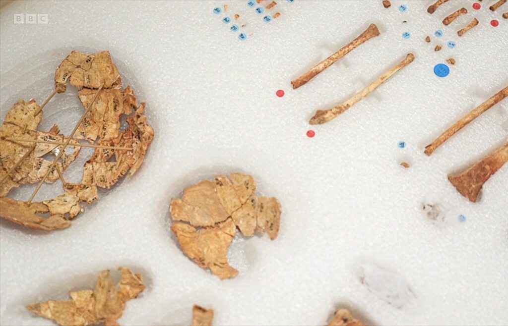 BBC destaca importância do “Menino do Lapedo” para conhecimento da ...